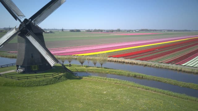 Tulip Fields In Holland