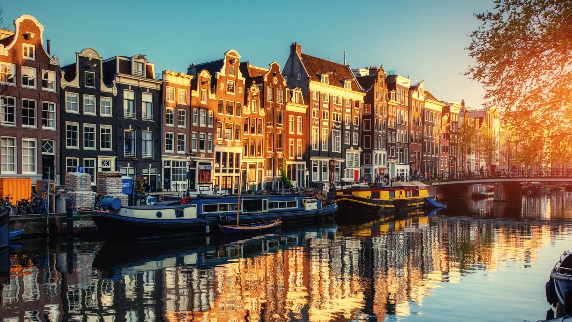 Tulip Tour from Amsterdam - Tulip Tours Holland