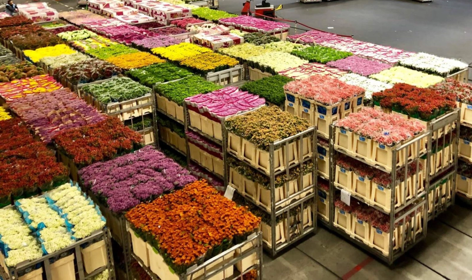 The World’s Largest Flower Auction