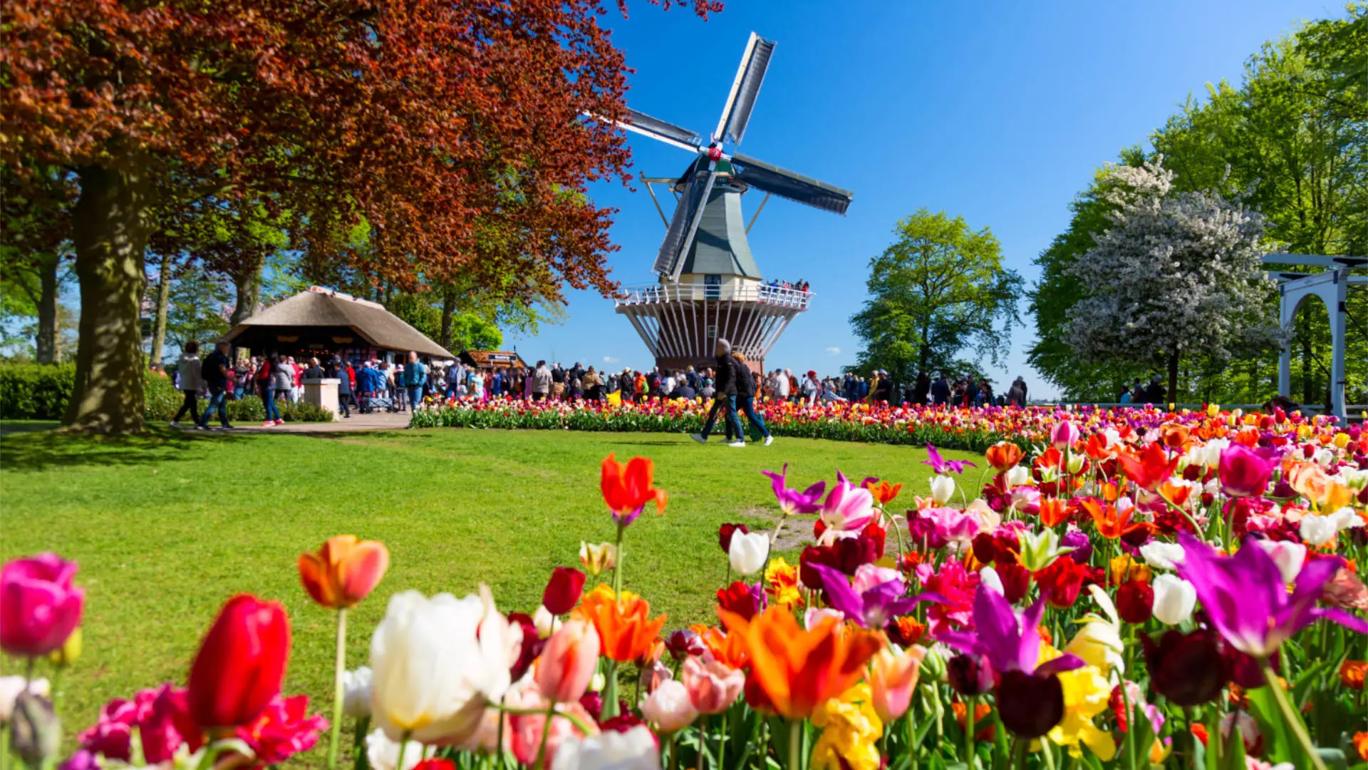 Tulip Festival 2025