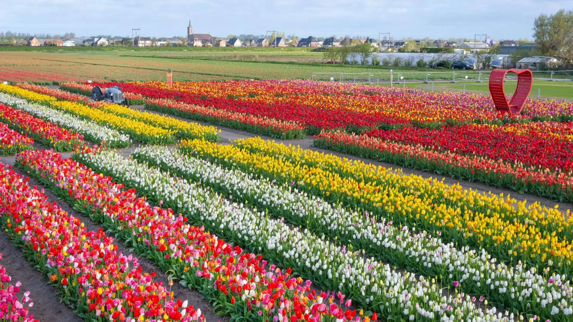 Beyond Keukenhof: Tour a Working Tulip Farm from Amsterdam